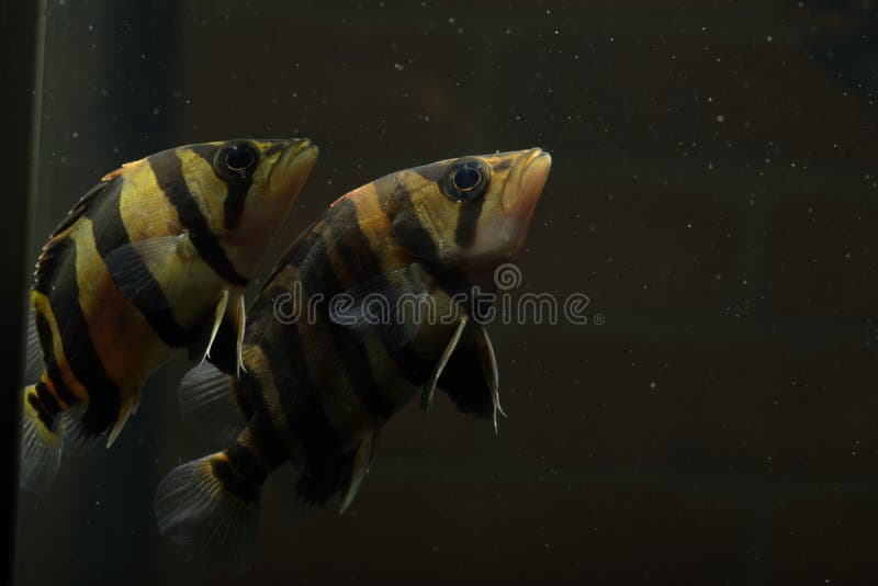 SIAMESE TIGER FISH stock image. Image of background, tetrazona - 65030817