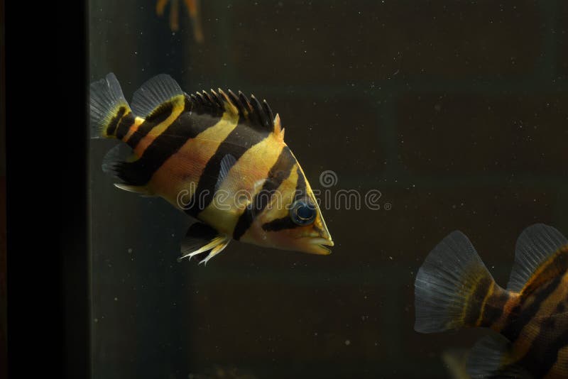 Siamese tiger fish stock photo. Image of water, fish - 65031724