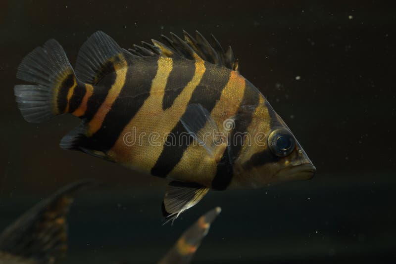 SIAMESE TIGER FISH stock photo. Image of striped, tiger - 65031936