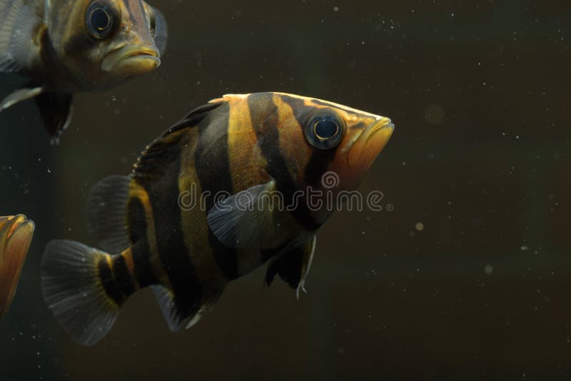 SIAMESE TIGER FISH stock image. Image of tropical, barbus - 65032493