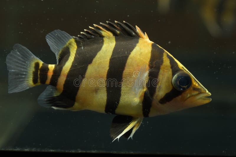 Siamese tiger fish stock image. Image of exotic, barb - 65032555