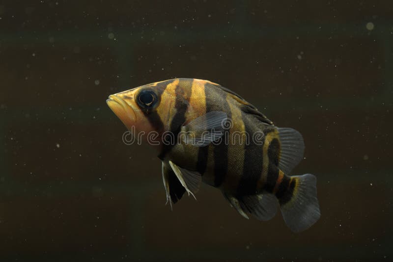 Siamese tiger fish stock image. Image of tiger, sumatra - 65033767