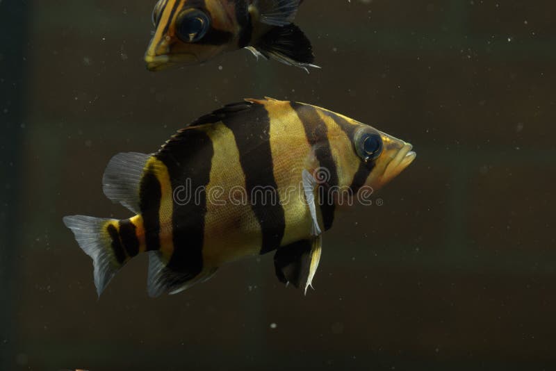 SIAMESE TIGER FISH stock photo. Image of tiger, fish - 65033864