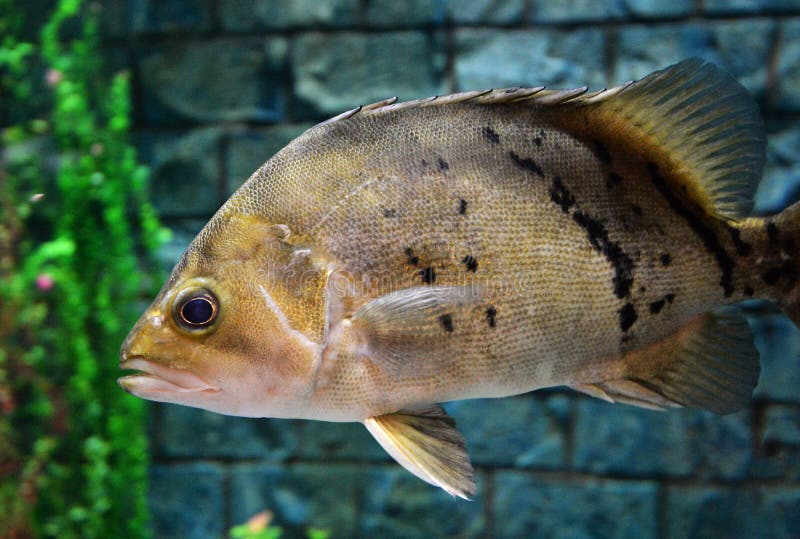 Siamese Tigerfish stock photo. Image of water, aqua, tropical - 32464922