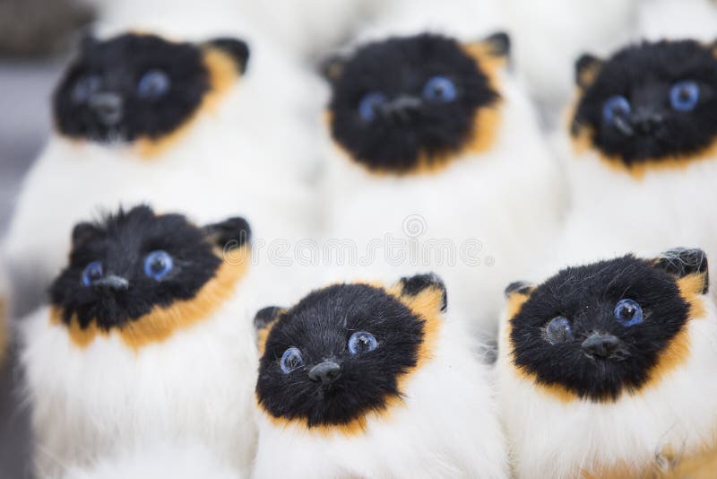 Many identical kittens stock photo. Image of adopt, small - 181311622