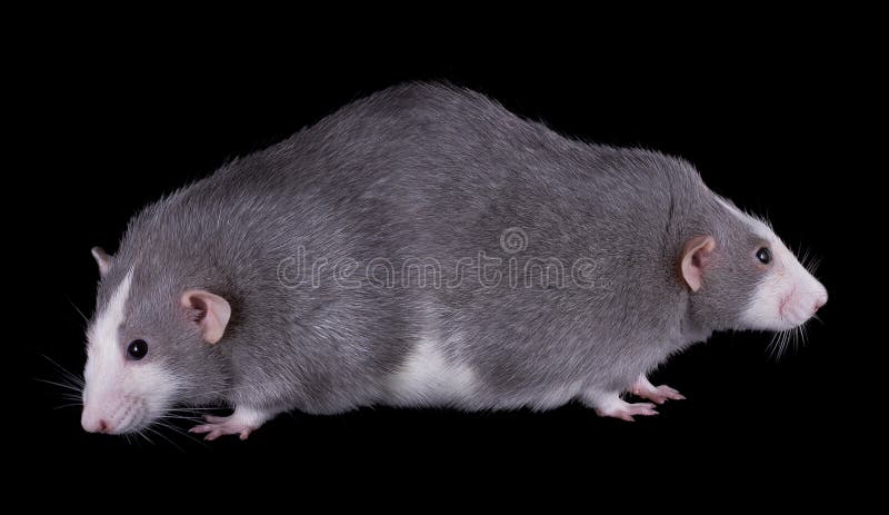 Siamese Twin Rats stock photo. Image of isolated, cute - 17636716