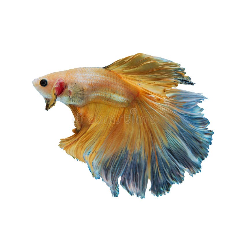 Yellow Fighting Fish,on Black Background Stock Image - Image of black ...