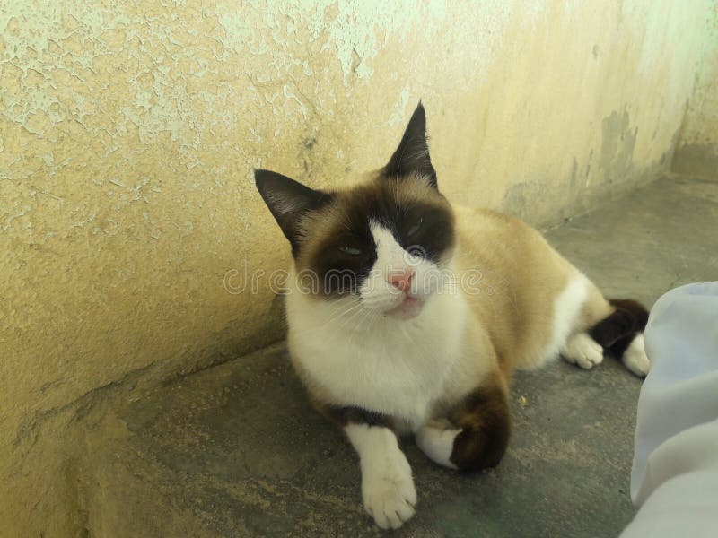 Beautiful Siamoi Stock Photos - Free & Royalty-Free Stock Photos from ...