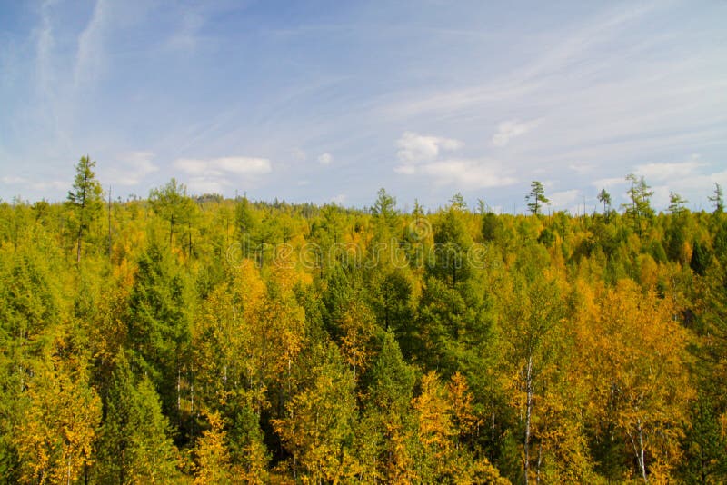 Siberia in autumn stock image. Image of taiga, russia - 16116425