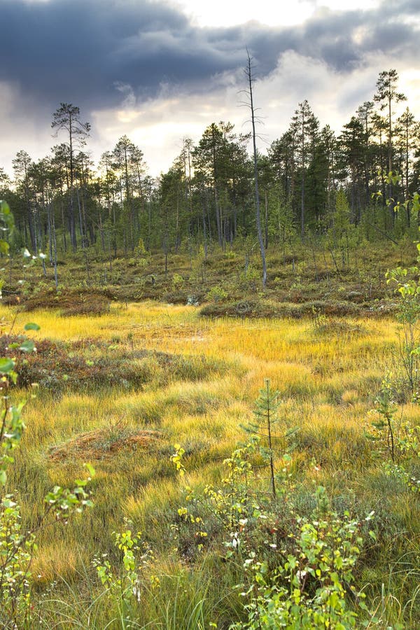 Siberia forest stock image. Image of blue, grassland - 38049077