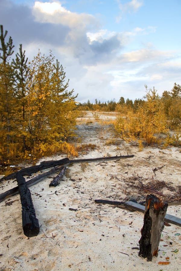 Siberia forest.Yamal stock image. Image of open, meadow - 37810787