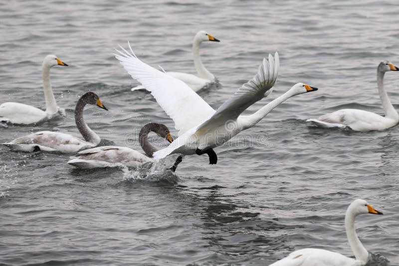 Siberia White Duck Flying on the Ice Stock Photo - Image of lake, birds ...