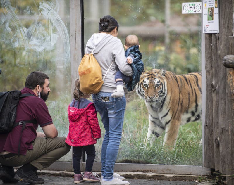 Siberian Amur Tiger in Sofia Zoo Editorial Stock Image - Image of ...