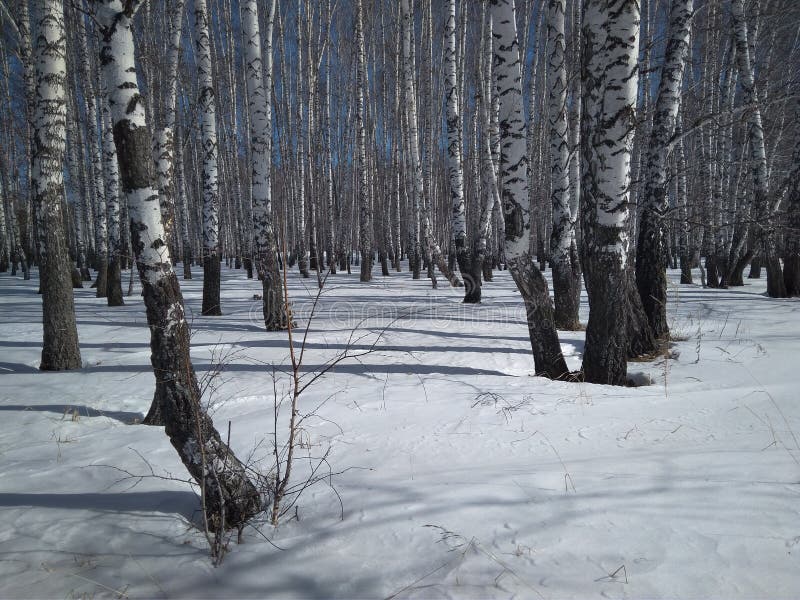 Siberian Birch, Forest with Trees in the Snow in Winter Stock Photo ...