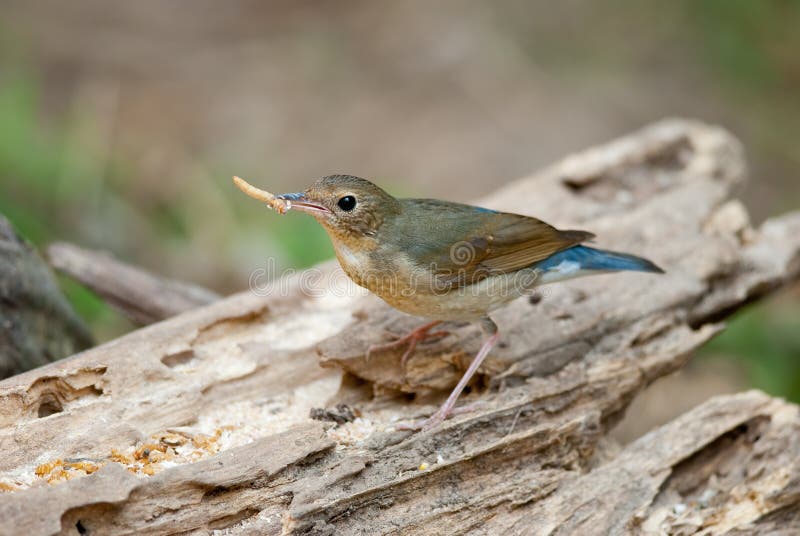 Siberian blue robin stock photo. Image of animal, robin - 18558966