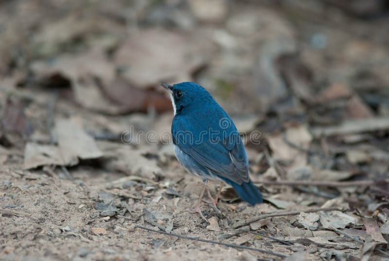 Siberian blue robin stock image. Image of beautiful, animal - 18933427