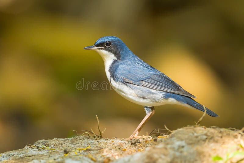 Siberian Blue Robin stock image. Image of phoenicuroides - 37553063