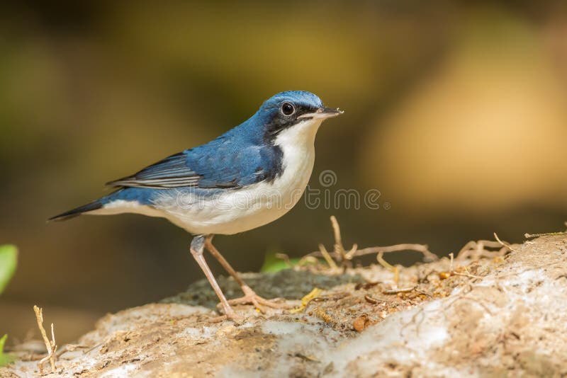 Siberian Blue Robin stock photo. Image of hodgsonius - 37553470
