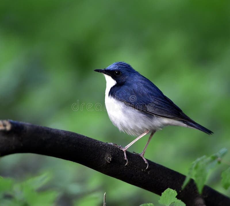 Siberian Blue Robin stock photo. Image of food, wild - 54385452