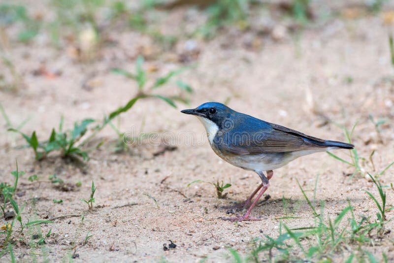 Siberian Blue Robin bird stock image. Image of conservation - 64145079