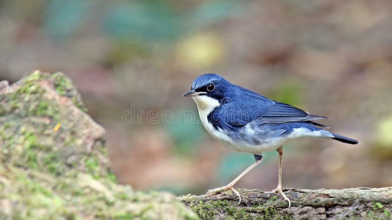 Siberian Blue Robin Bird stock photo. Image of branch - 65392602