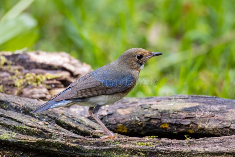 Siberian Blue Robin Blue Birds Found in Sabah, Borneo Stock Image ...