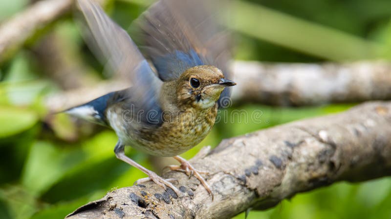 Siberian Blue Robin Blue Birds Found in Sabah, Borneo Stock Photo ...