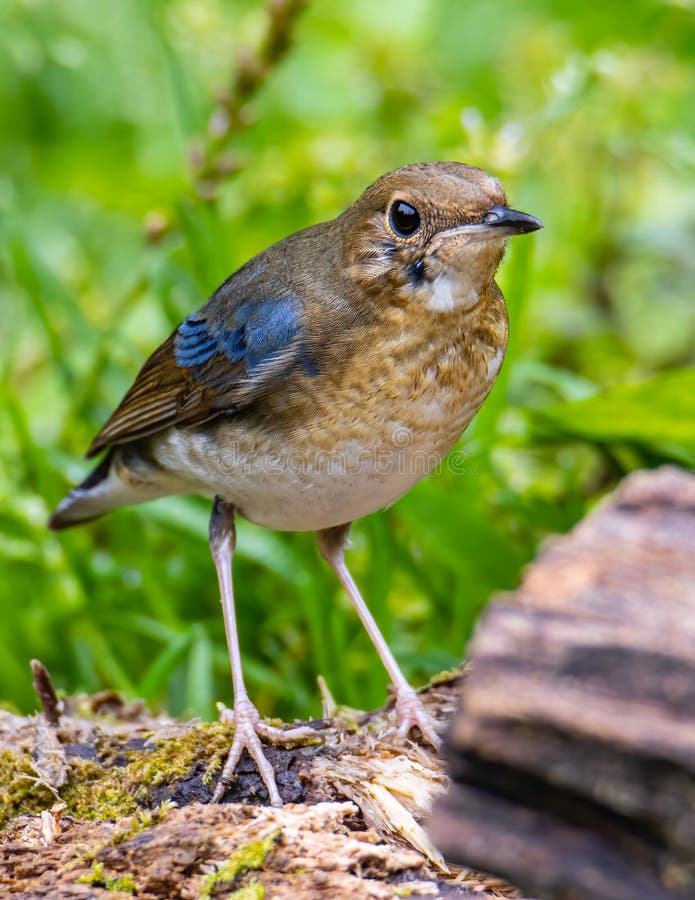 Siberian Blue Robin Blue Birds Found in Sabah, Borneo Stock Image ...