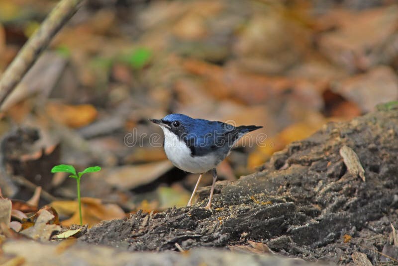 Siberian Blue Robin stock photo. Image of bluerobin, skin - 41370440