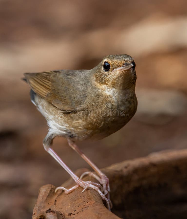 Siberian Blue Robin on the Ground Animal Portrait. Stock Photo - Image ...