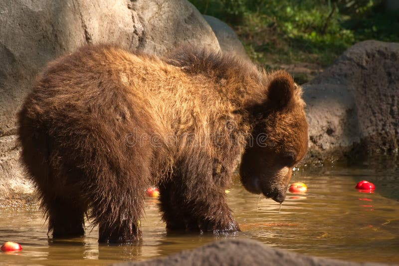 Siberian Brown bear - cub stock image. Image of catch - 26204853