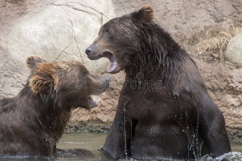 Siberian Brown Bears stock photo. Image of predator, beringianus - 42578834