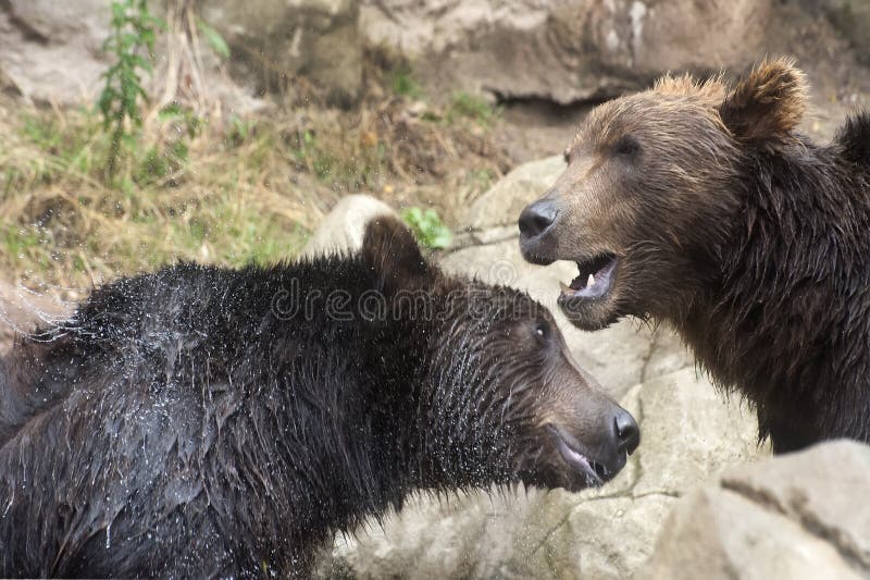 Siberian Brown Bears stock photo. Image of teeth, drops - 42578978