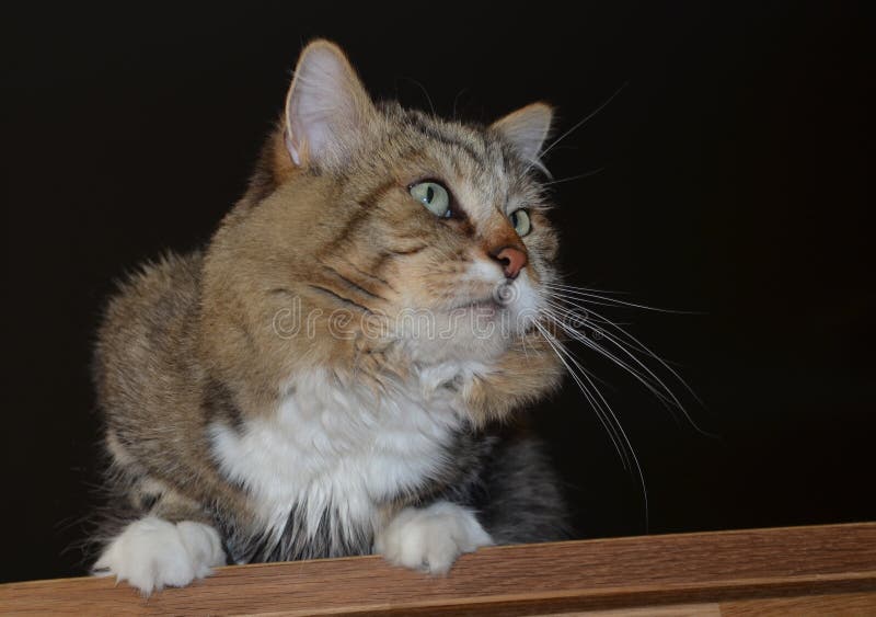 2,314 Cat Looking Right Stock Photos - Free & Royalty-Free Stock Photos ...