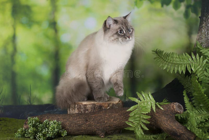 Siberian forest cat stock photo. Image of animal, russian - 19292056