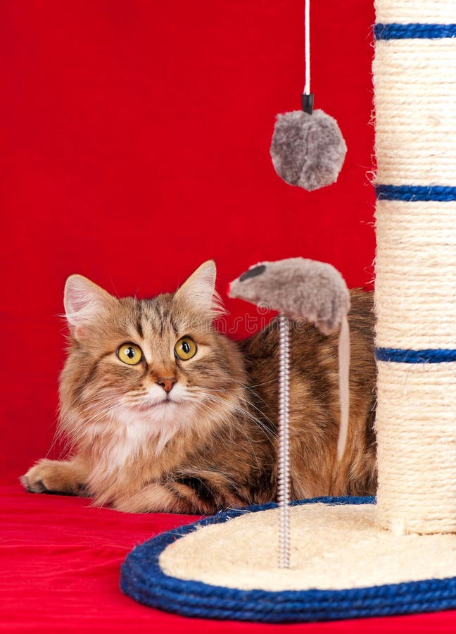 Siberian cat stock photo. Image of funny, gawk, activity - 43642294