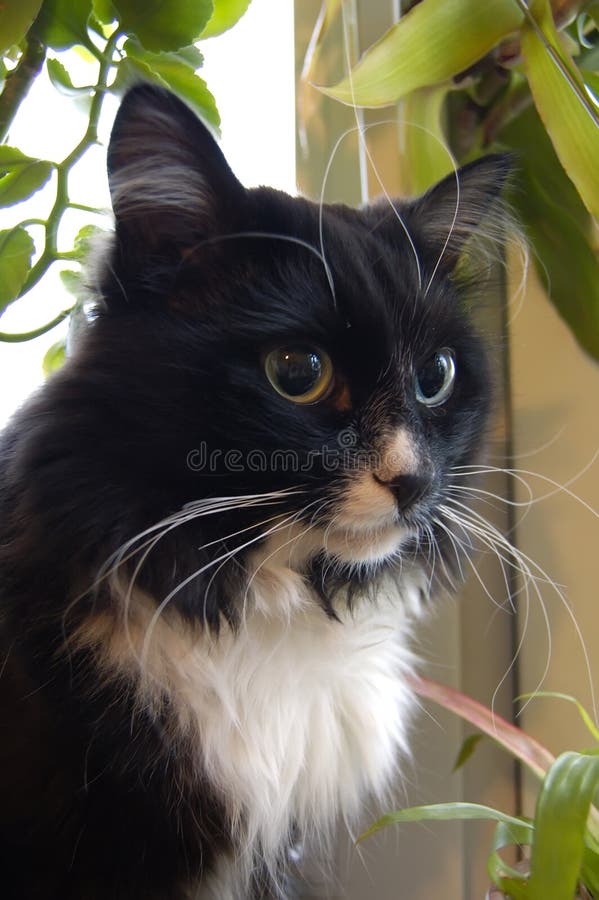 252 Random Cat Photos - Free & Royalty-Free Stock Photos from Dreamstime