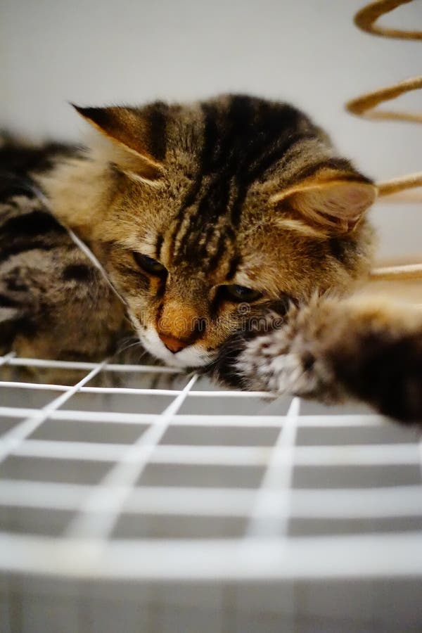 Siberian Cat is Sad stock image. Image of adult, siberian - 264215097