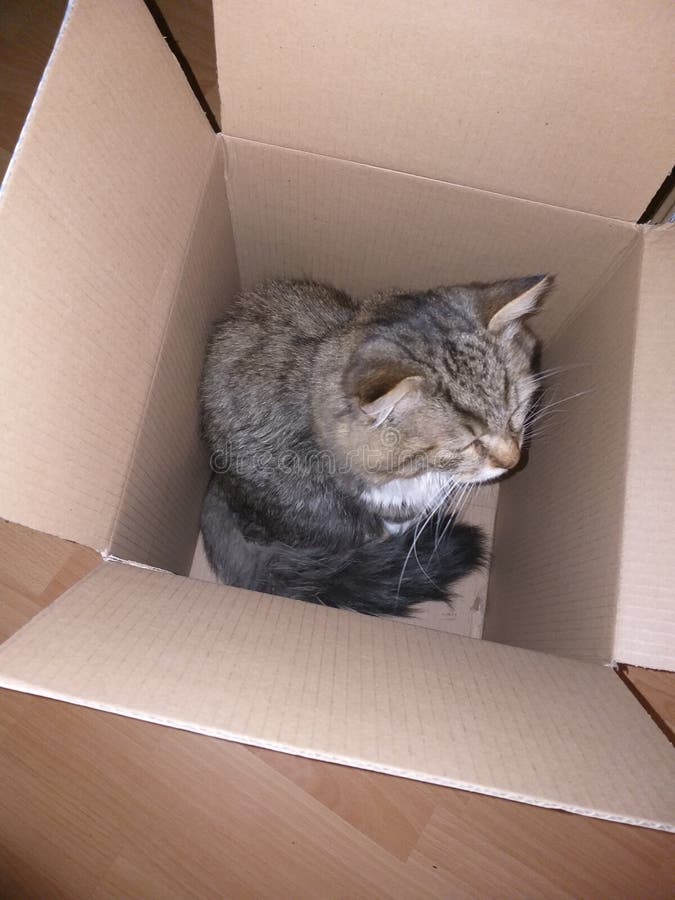 Siberian Cat Sitting in a Cardboard Box Stock Image - Image of room ...
