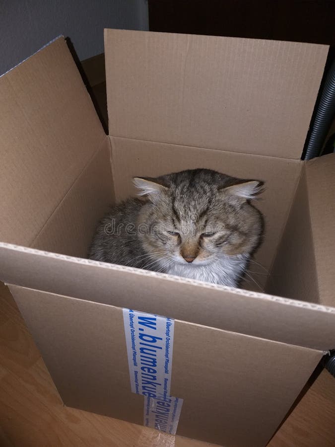 Siberian Cat Sitting in a Cardboard Box Stock Photo - Image of whiskers ...