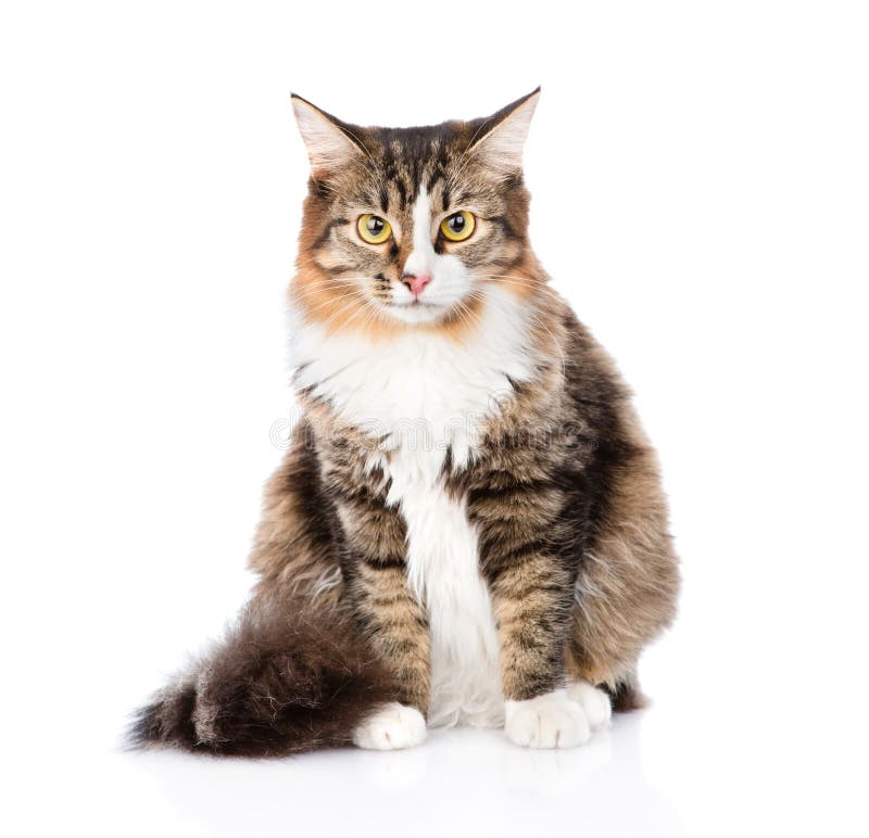 Grumpy Persian Cat Facing, Looking at the Camera Stock Photo - Image of ...