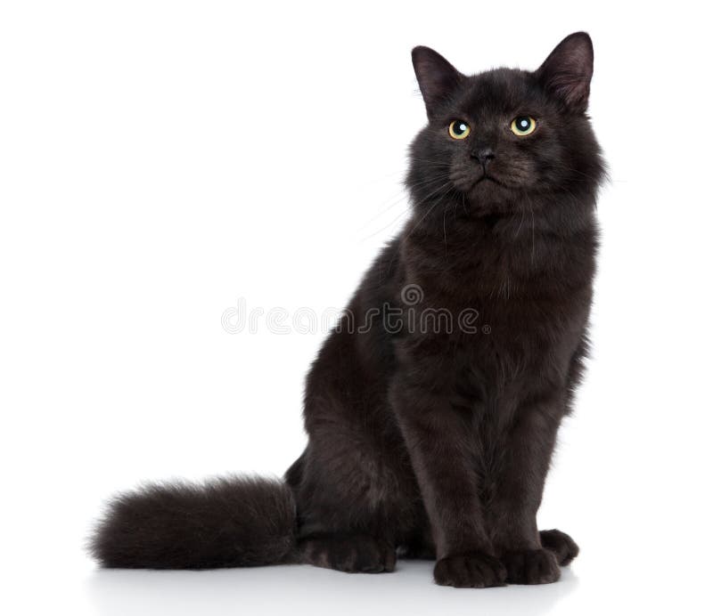 Black Smoke Turkish Angora