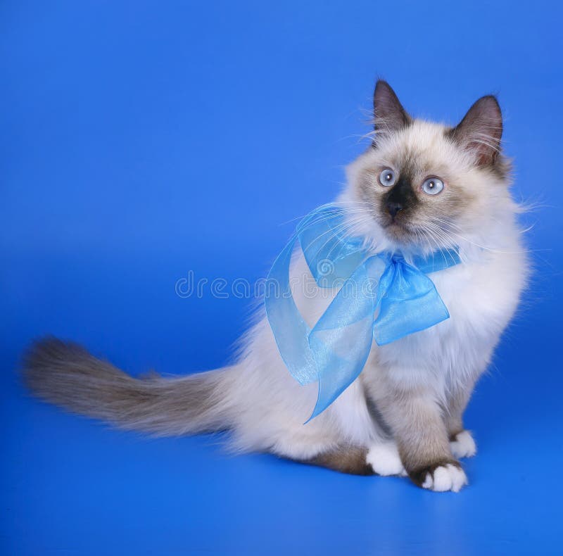 Siberian Kittens Blue Point Stock Photos - Free & Royalty-Free Stock ...