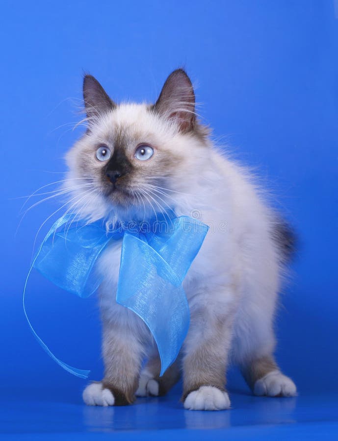 Siberian Cats Blue Ribbon Stock Photos - Free & Royalty-Free Stock ...