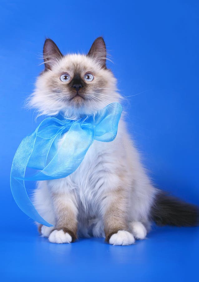 Siberian Cats Blue Ribbon Stock Photos - Free & Royalty-Free Stock ...