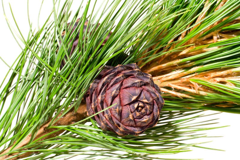 Siberian Cedar Branch Picture. Image: 3072402