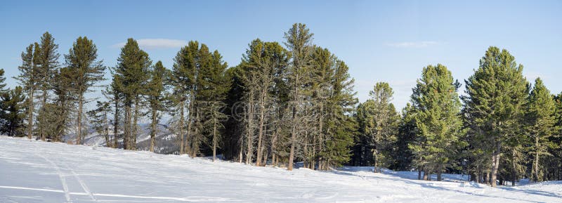 Siberian Cedar Forest, Snowy Winter, the Shade of Trees. Stock Photo ...
