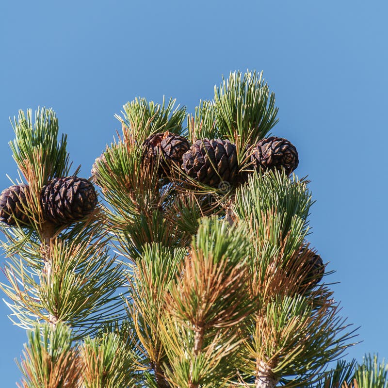 Siberian Cedar Seeds - on Tree Branches Stock Image - Image of beauty ...