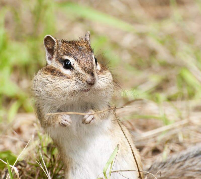 Baby chipmunk siblings stock photo. Image of youth, small - 16924014