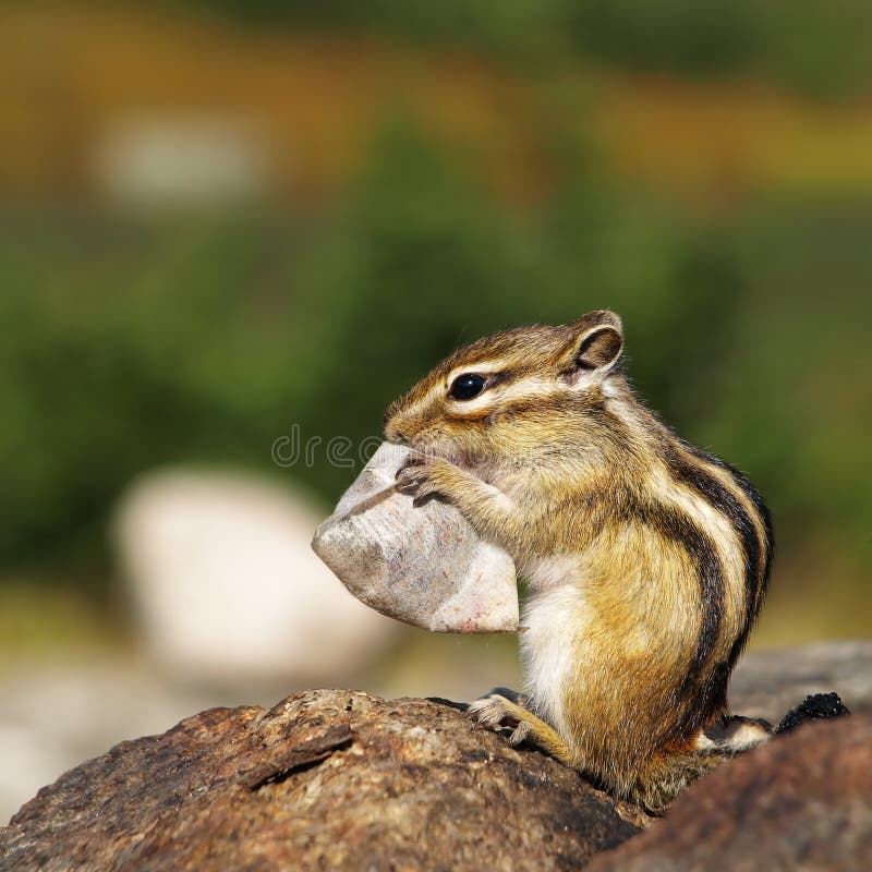 Siberian Chipmunk stock image. Image of animal, profile - 17388105